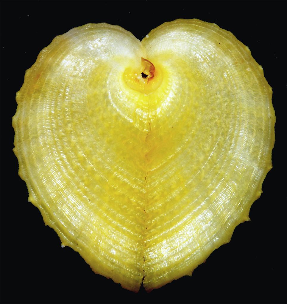 Gallery of Shells Collection 14